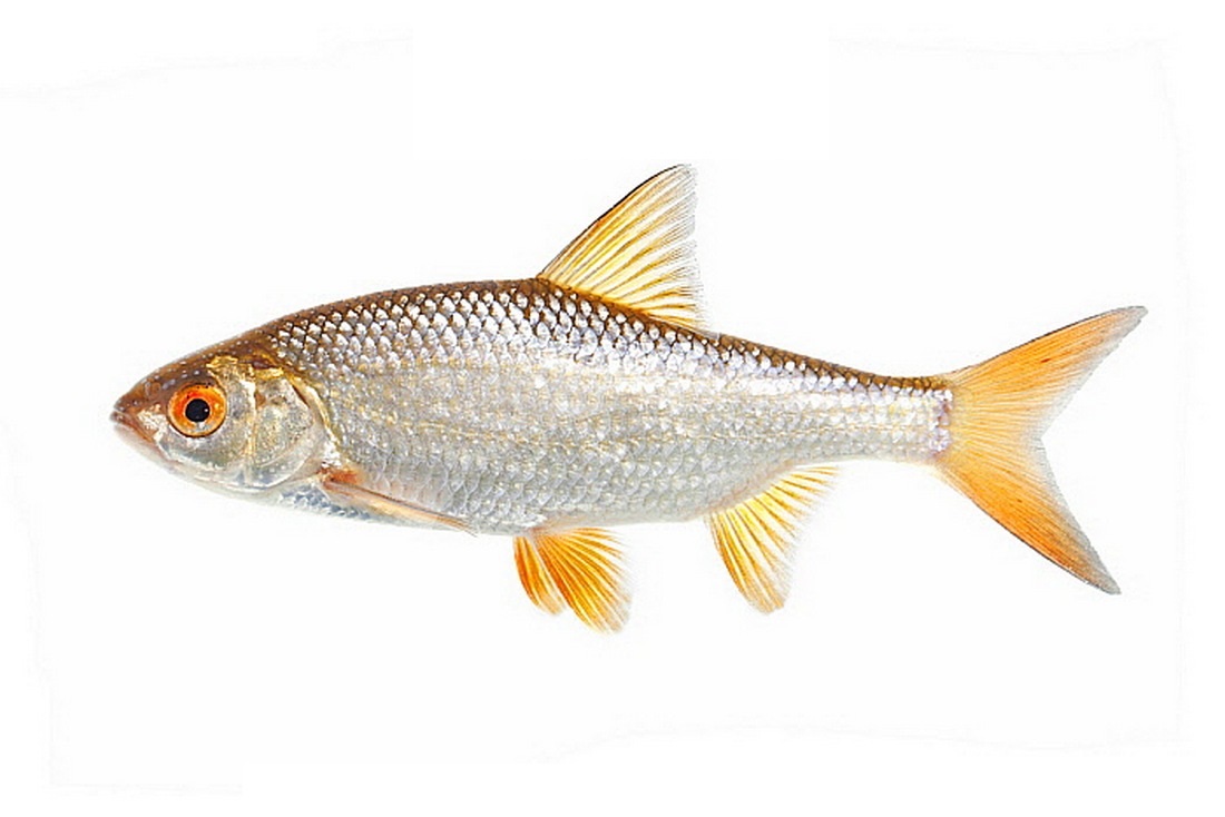 Rutilus rutilus (Linnaeus, 1758)